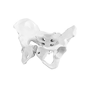 QWORK Life Size Female Hip Bone Pelvic Model, Female Pelvis Model, Including Two Hip Bones, Sacrum and 4/5 Lumbar Spine, Pelvic Skeleton Anatomical Model, for Science Studying