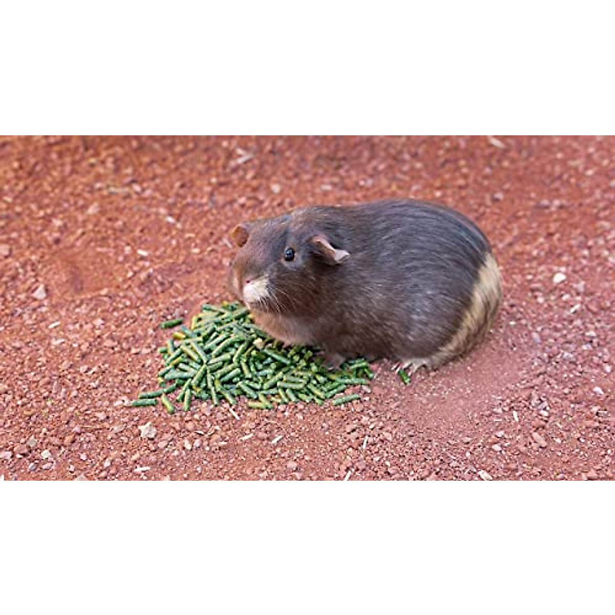 High Desert Delight Alfalfa Pellets: The Holy Grail of Small Pet Food for Your Furry, Feathered, and Shelled Friends