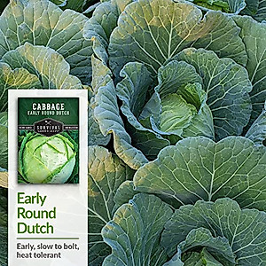 Survival Garden Seeds - Early Round Dutch Cabbage Seed for Planting - Packet with Instructions to Plant and Grow Green Cabbages in Your Home Vegetable Garden - Non-GMO Heirloom Variety