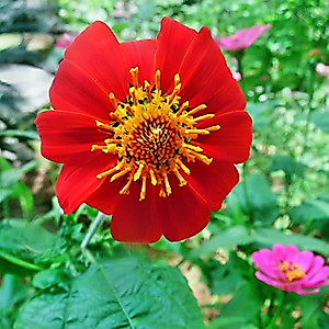 QAUZUY GARDEN - 50 Red Mexican Sunflower Seeds Tithonia Speciosa Red Torch, Striking Flower for Garden, Outdoor and Indoor, Attract Pollinators, Great for Cut Flower
