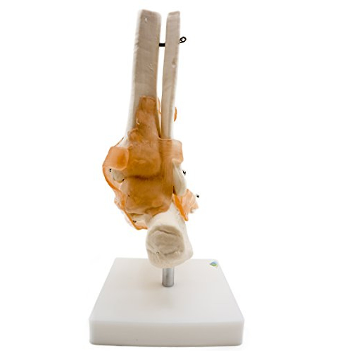 Foot Joint Model with Ligaments,Kouber Human Anatomical Model,Life Size,Height 11"