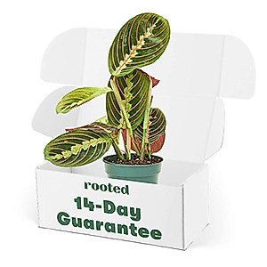 Rooted® Red Prayer Plant - Maranta Leuconeura | Live, Easy to Grow, Easy to Care, Live Indoor Houseplant, Low Maintenance Houseplant, 14 Day Guarantee (4" Pot)
