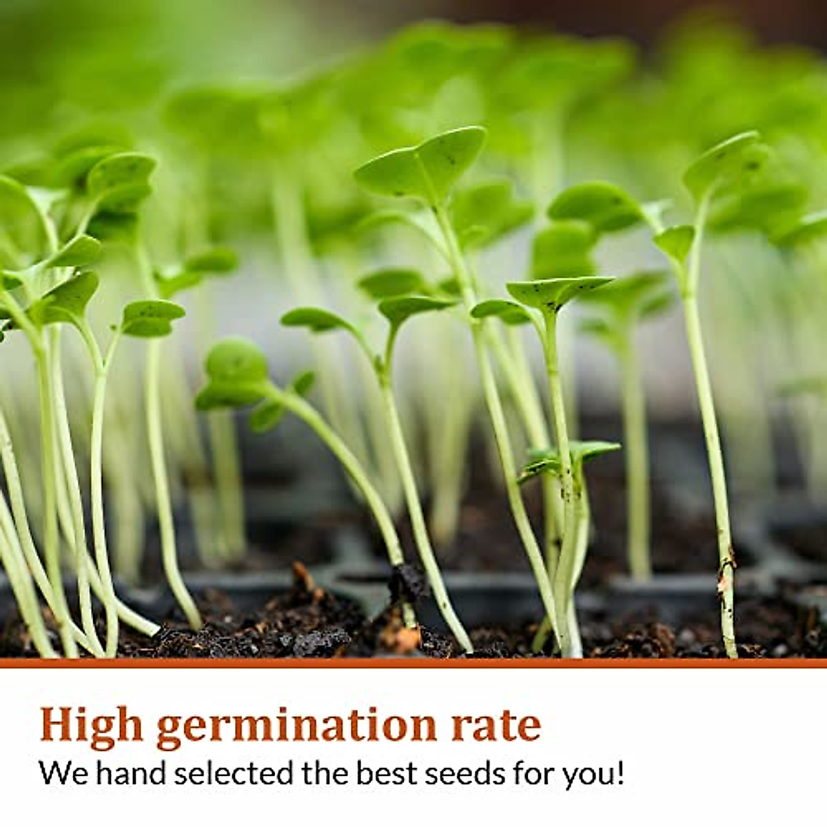 8 Heirloom Lettuce Seeds for Planting Indoors | 1200+ Non-GMO Leafy Greens Seed: Romaine Iceberg Butter Lettuce Seeds, Kale Spinach Arugula Seeds | Seeds for Hydroponic Garden Indoor Microgreens