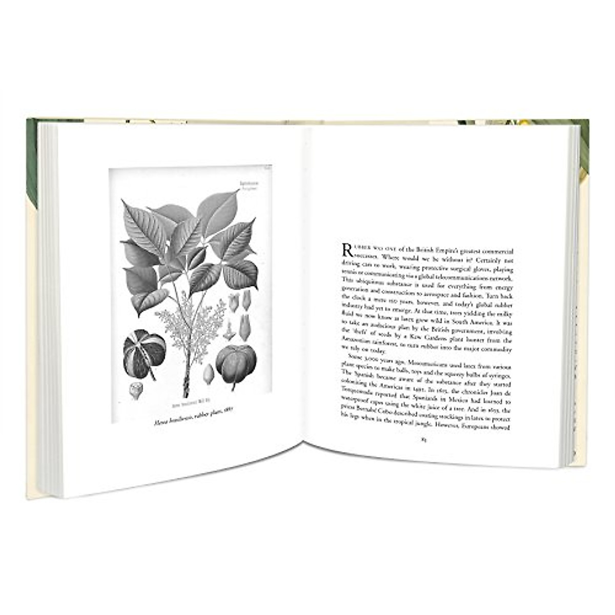 Plants: From Roots to Riches