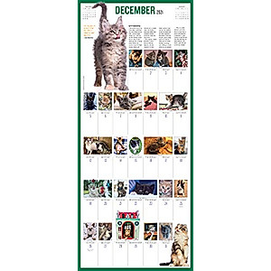 365 Kittens-A-Year Picture-A-Day Wall Calendar 2021