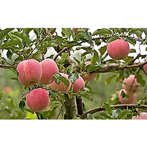 Rare Apple Tree Seeds 30+ Seeds Red Delicious Apple Seed Fruit Plant Garden
