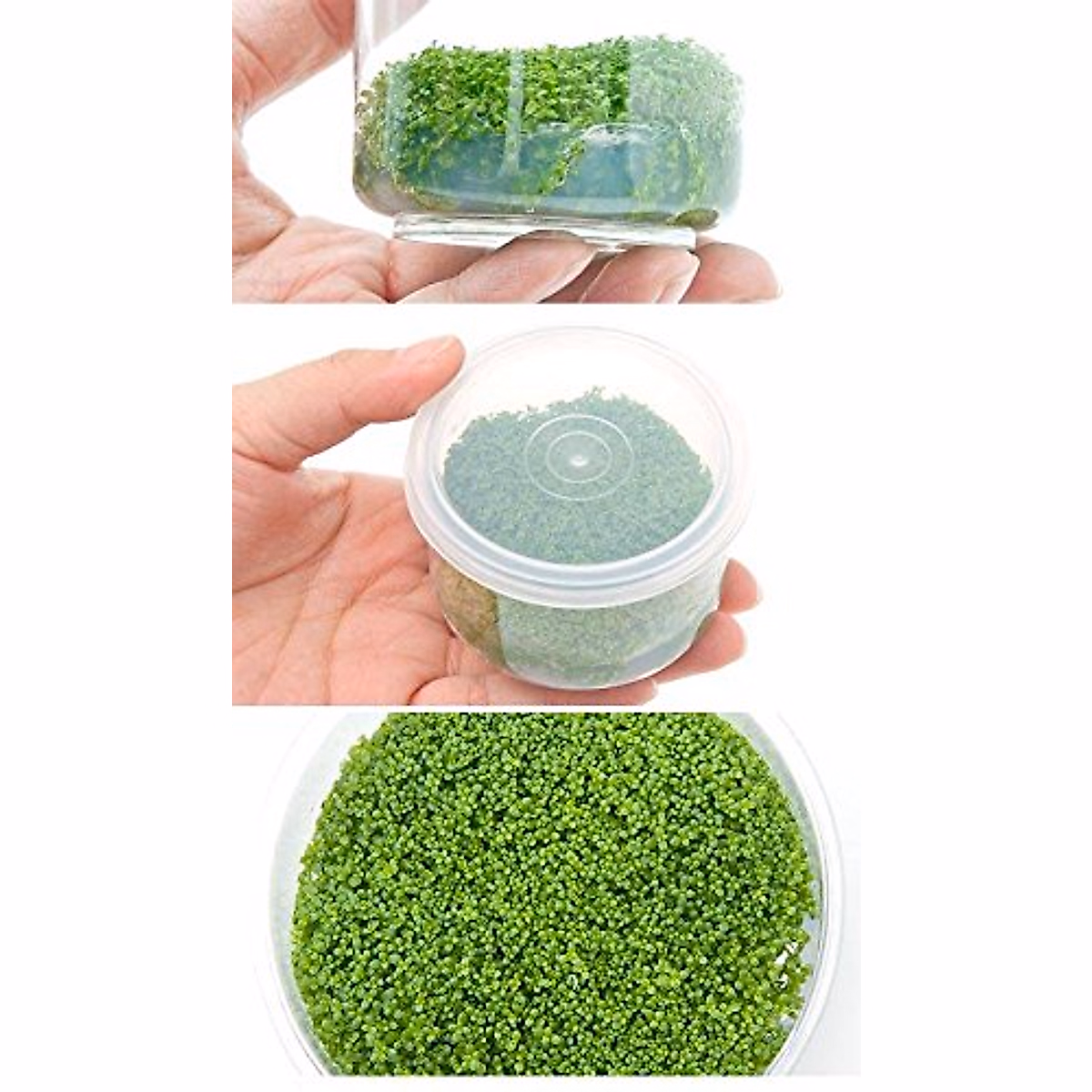 Aquarium Plants Factory Dwarf Baby Tears Tissue Culture Live Aquarium Plants