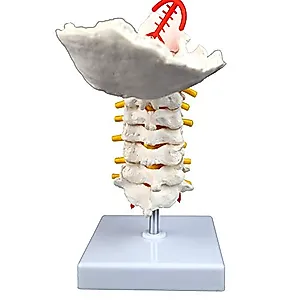 Vision Scientific VAV261 Cervical Spine with Nerves & Arteries | Life-Size, Articulated | 7 Cervical Vertebrae, Intervertebral Discs | Occipital Bone, Spinal Cord | Instruction Manual