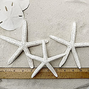 Set of 6 White Starfish and Sand Dollars - 3 Finger Starfish 4 to 6 inch and 3 Sand Dollars 3 to 3.5 inch - Starfish and Sand Dollars for Crafts by Tumbler Home