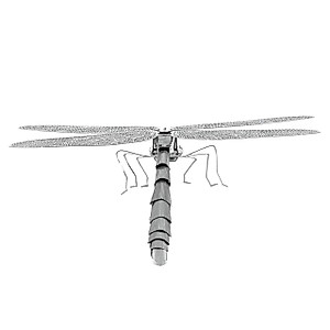 Metal Earth Dragonfly 3D Metal Model Kit Bundle with Tweezers Fascinations