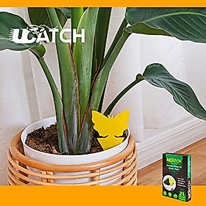 UCatch Gnat Sticky Traps for Plants - Effective Gnat Traps for House Indoor and Outdoor Garden with Super Sticky Adhesive | Yellow Fruit Fly Trap for Mosquitos, Black Flies, Fungus Gnats | 2 X 21
