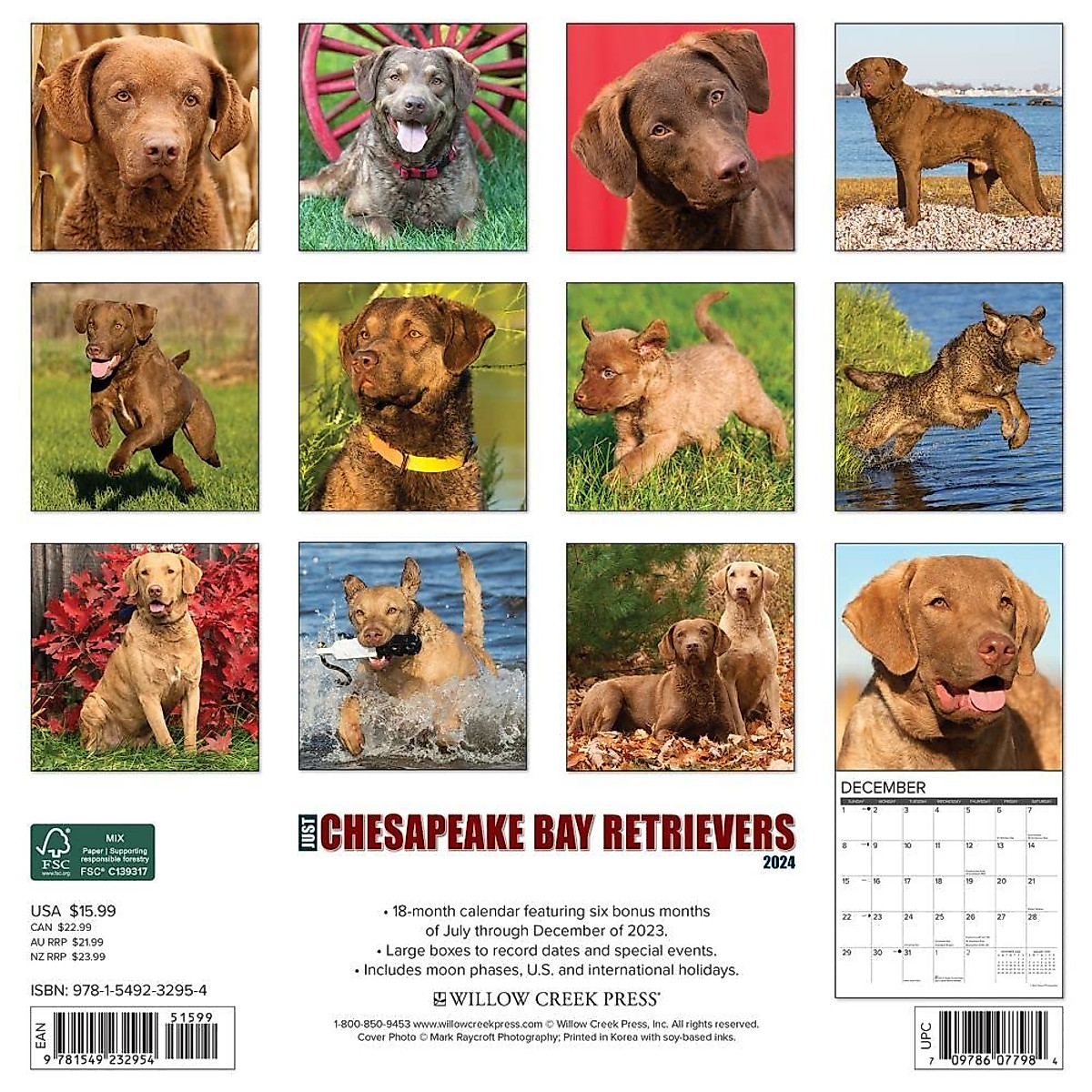 Willow Creek Press Chesapeake Bay Retrievers Monthly 2024 Wall Calendar (12" x 12")