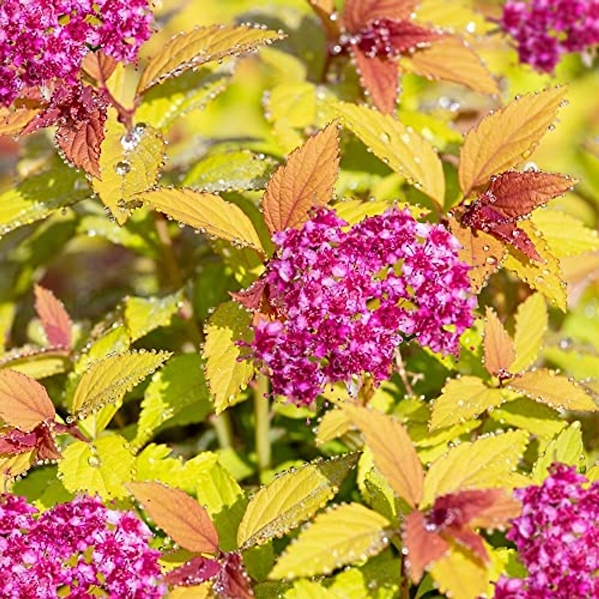 Gold Flame Spirea - 1 Gallon Trade Pot, 1'ft Tall, Established Potted Plant, Spiraea x bumalda, Established Healthy Roots, Fast Growing Tree