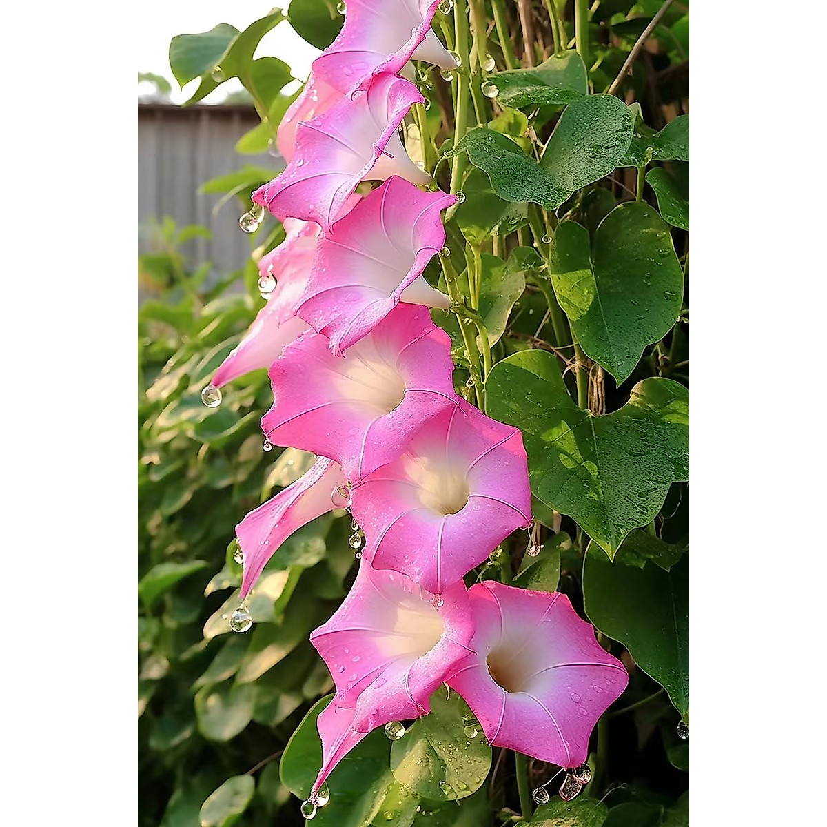 300+ Mixed Morning Glory Seeds for Planting, Wonderful Climbing Heirloom Vine, Beautiful Perennial Flowers, Non - GMO Seeds, Easy to Plant