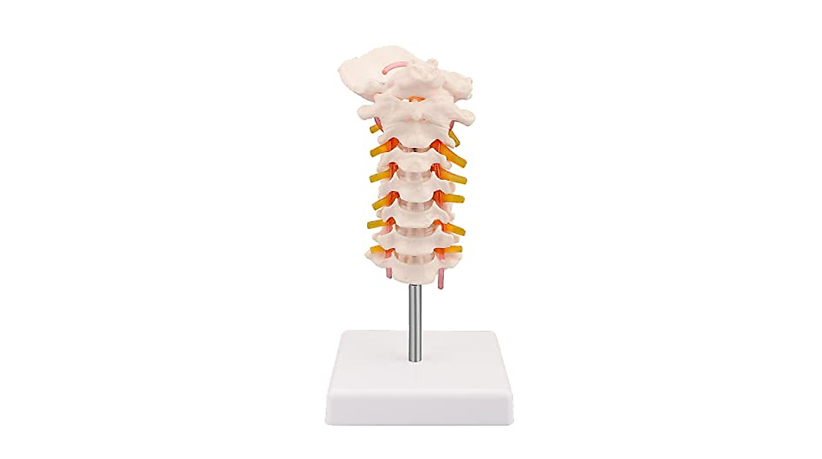 Ultrassist Cervical Spine Model - Ideal for Medical Education