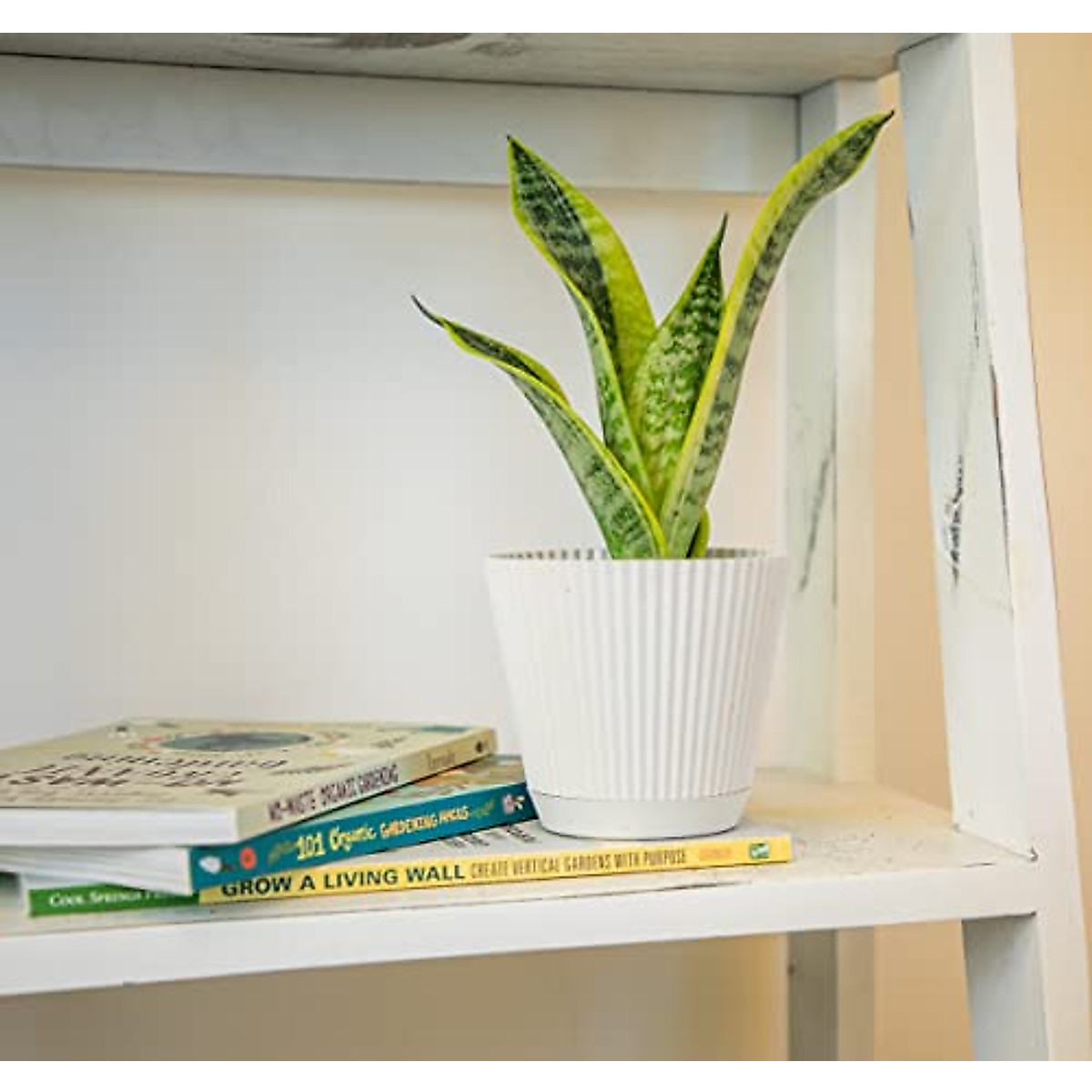 Altman Plants, Live Snake Plant, Sansevieria trifasciata Superba, Fully Rooted Indoor House Plant in Pot, Mother in Law Tongue Sansevieria Plant, Potted Succulent Plant, Houseplant in Potting Soil