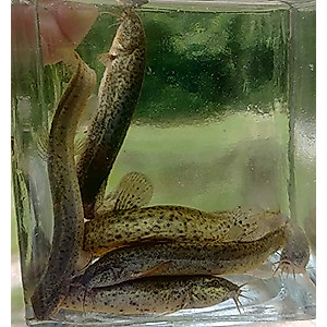 Quinn's Fins- Dojo Loach