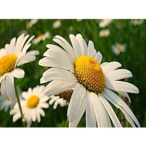 Flower Daisy Floral Kitchen Glass Cutting Board Decorative Gift For Mom Daisies Design