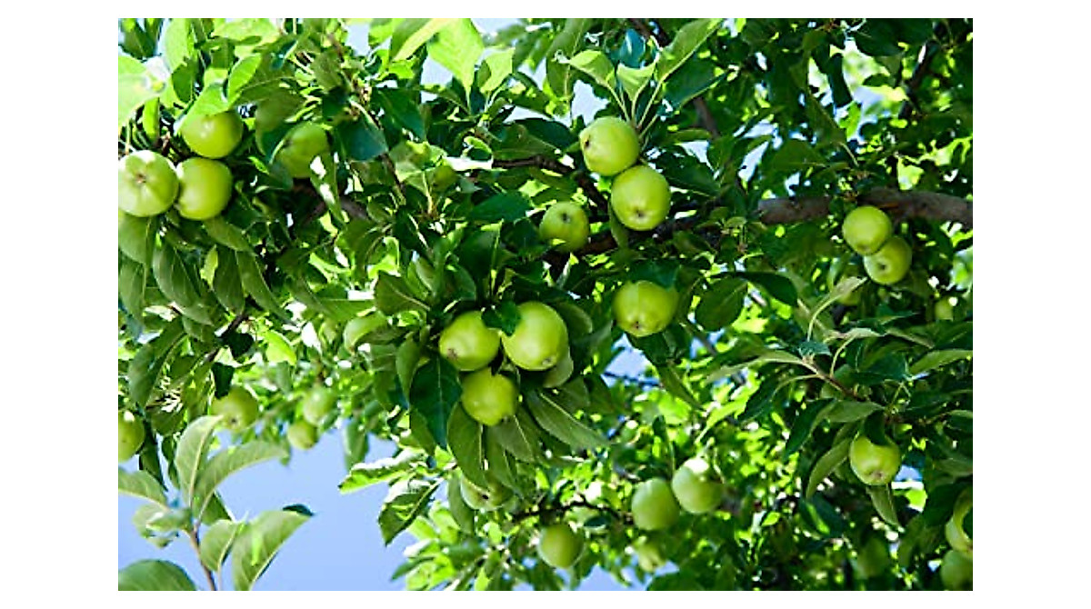 Green Apple Tree Seeds - 30 Seeds - Malus pumila Antonovka — 🛍️ The ...