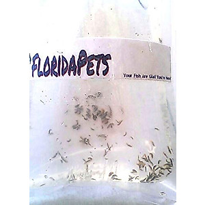 AQUACULTURE NURSERY FARMS Amphipods Saltwater Aquacultured Amphipods for Sale (100 cnt)