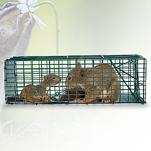 Qualirey 2 Pcs Humane Squirrel Trap Heavy Duty Live Animal Chipmunk Trap Catch and Release Rat Trap for Outdoor Small Animals Mouse Raccoon Stray Cat Rodent Weasels (16 x 5 x 5 Inch)