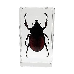 Real Japanese Rhinoceros Beetle Insect Specimens in Resin Paperweight Crafts, Animal Taxidermy Collection for Science Education & Desk Ornament (Japanese Rhinoceros Beetle)