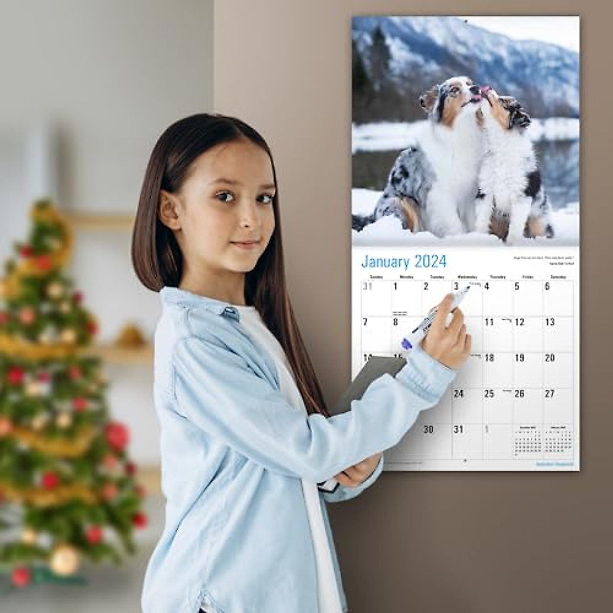 MICASA Australian Shepherds 2024 Wall Calendar 12 Month | 12" x 24" Open | Thick & Sturdy Paper | Giftable | Calendar 2024