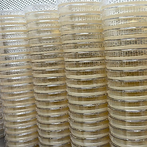 Malt Extract Agar Plates for Mycology, 10 Pack