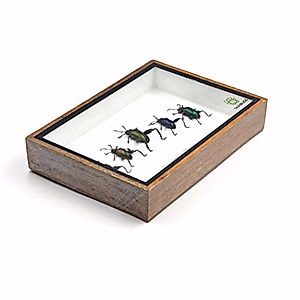 SET 5 REAL FROG LEGGED LEAF BEETLES SAGRA INSECT TAXIDERMY SET IN BOX / 3D WOODEN FRAME (Wooden Box)