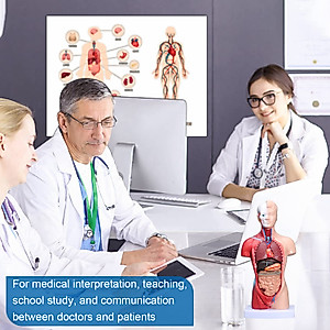 faruijie Human Anatomy Torso Model 10.5 Inch Anatomical Assembly Model of Human Organs 14 PCS Removable Organs School Medical Education Display with Detailed Installation Manual