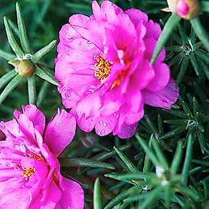 QAUZUY GARDEN Mixed Moss Rose Seeds 1000 Seeds ‘Portulaca Grandiflora’ Flowers for Bonsai Garden Balcony Heat Drought Tolerant Fast-Growing Ground Cover Low-Maintenance