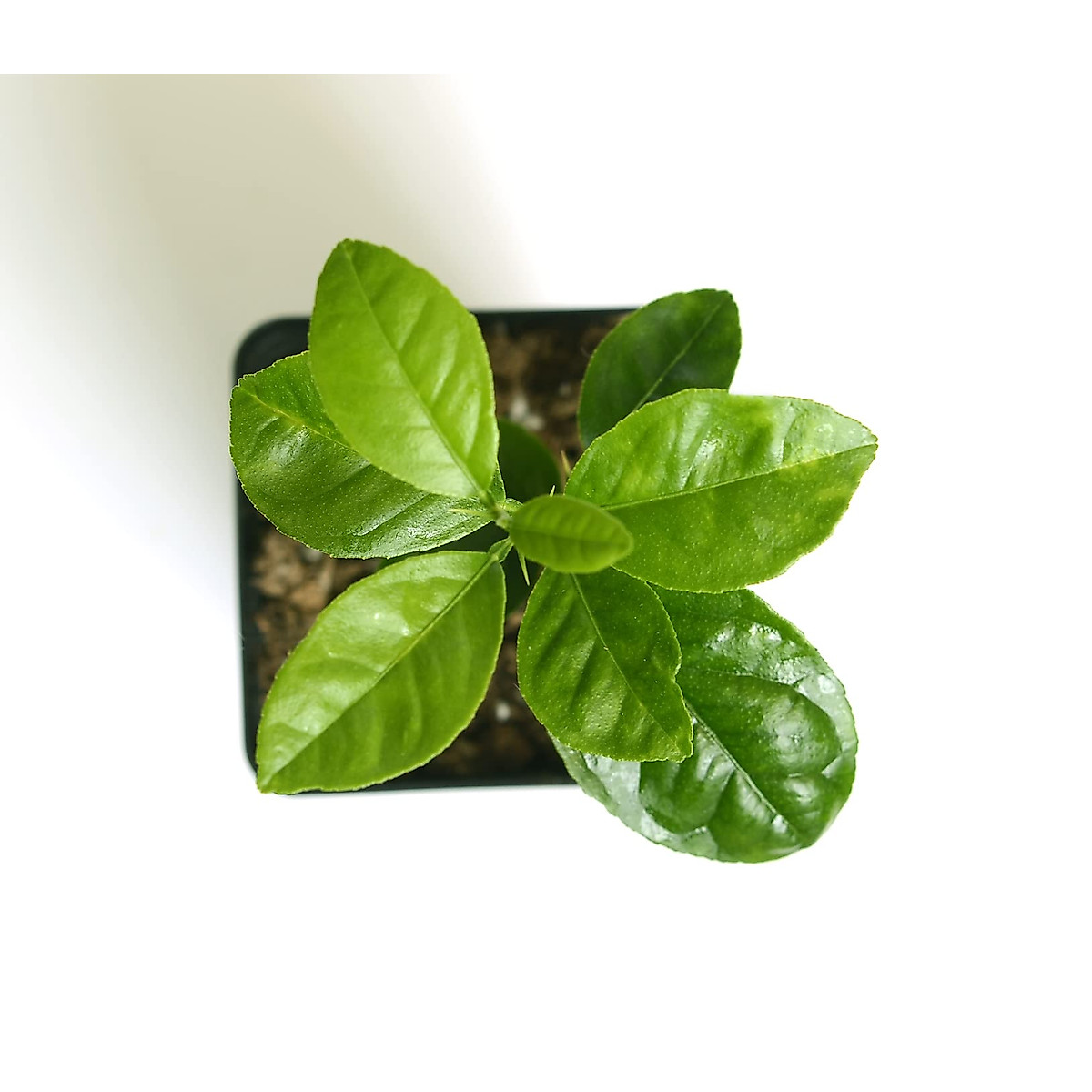 Gerald Winters and Son Key Lime Tree Starter Plant . Citrus aurantifolia. 3” - 5”
