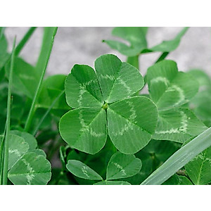 ATVADA Four Leaf Clover Seeds 300 Pcs Ground Dwarf Cover Garden Subterranean Micro Clover Seeds for Lawn