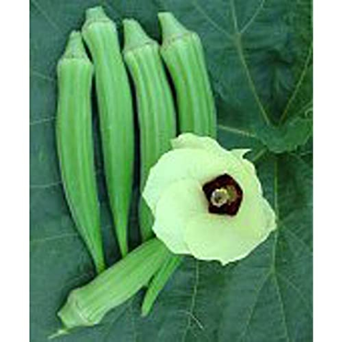 Perkins Dwarf Long Green Okra Seeds (20+ Seeds) | Non GMO | Vegetable Fruit Herb Flower Seeds for Planting | Home Garden Greenhouse Pack