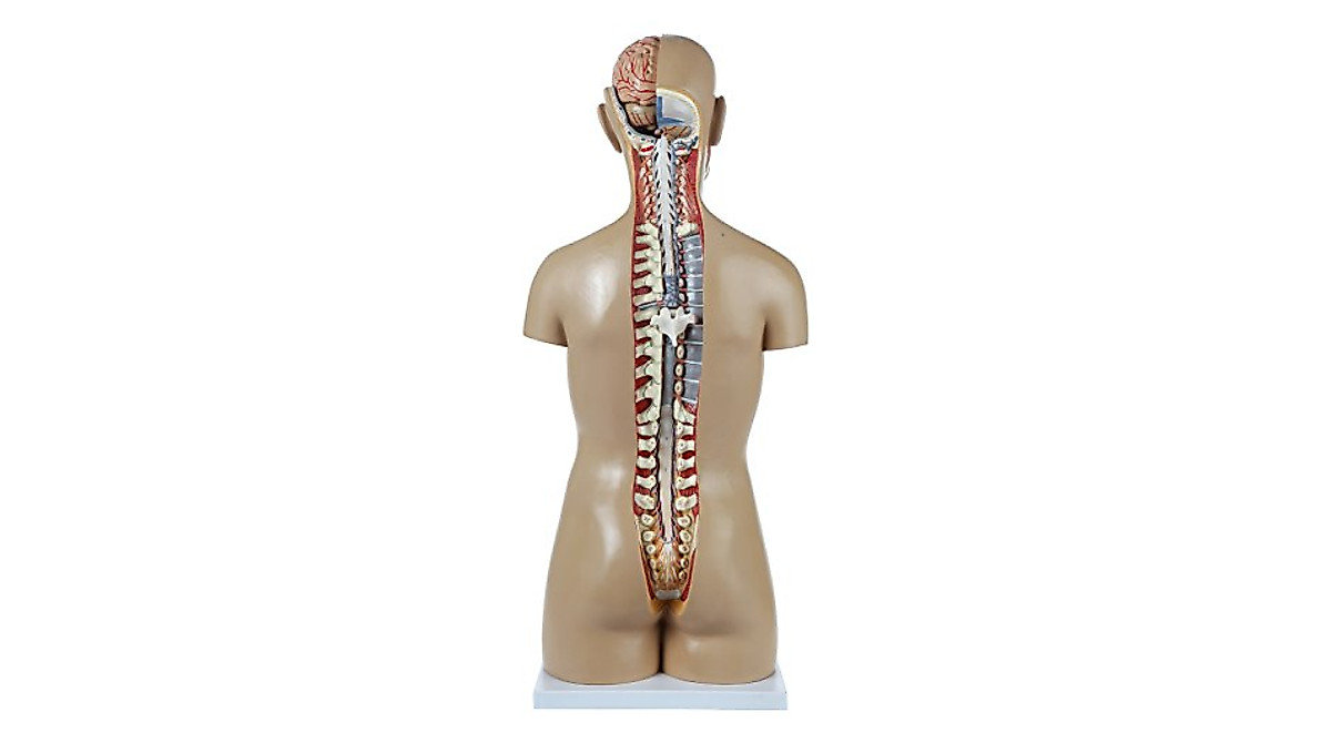 Human Torso Model with 18 Removable Organs | Detailed Anatomy Study