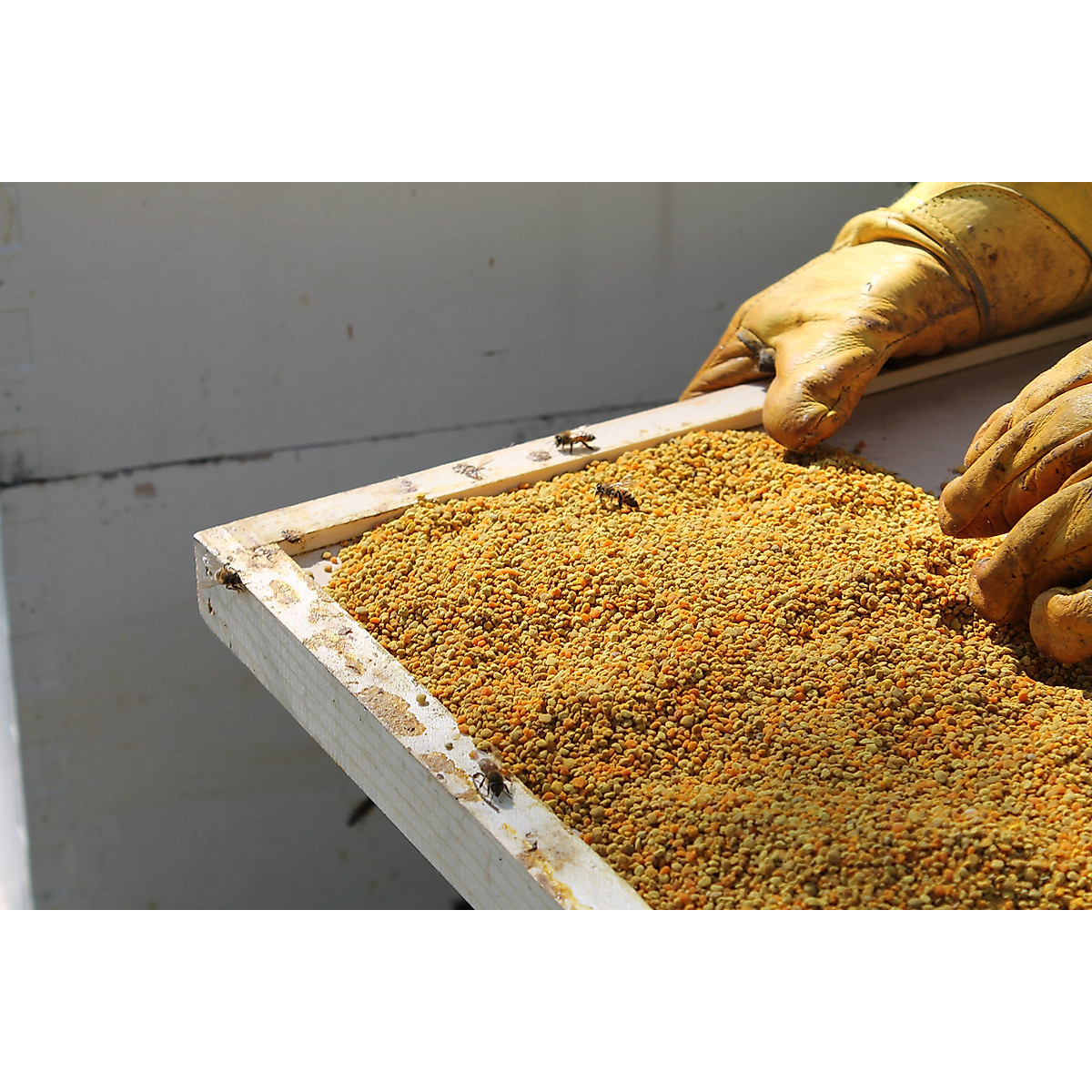 Fresh Bee Pollen Raw Nebraska Bee Pollen 1lb Jar