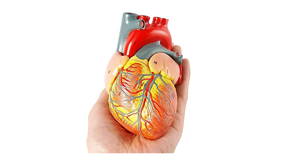 Human Heart Model for Anatomy - 2-Part Life Size Cardiac Tool
