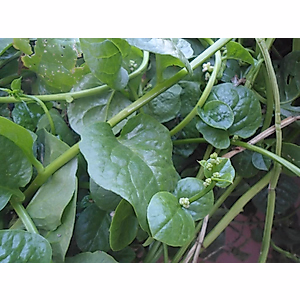 Gaea's Blessing Seeds - Malabar Spinach Seeds - Non-GMO Seeds with Easy to Follow Planting Instructions - Heirloom Big Round Leaf Malabar - 93% Germination Rate