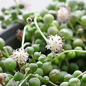 4" String of Pearls, Live Trailing Succulent Fully Rooted in Pots with Soil Mix, Rare House Plant for Home Office Wedding Hanging Decoration, DIY Projects, Party Favor Gift