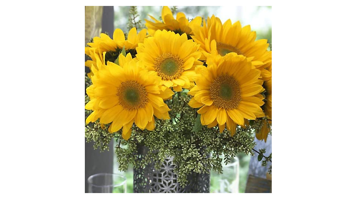Sunrich Gold Sunflower Seeds: Grow Stunning Cut Flowers