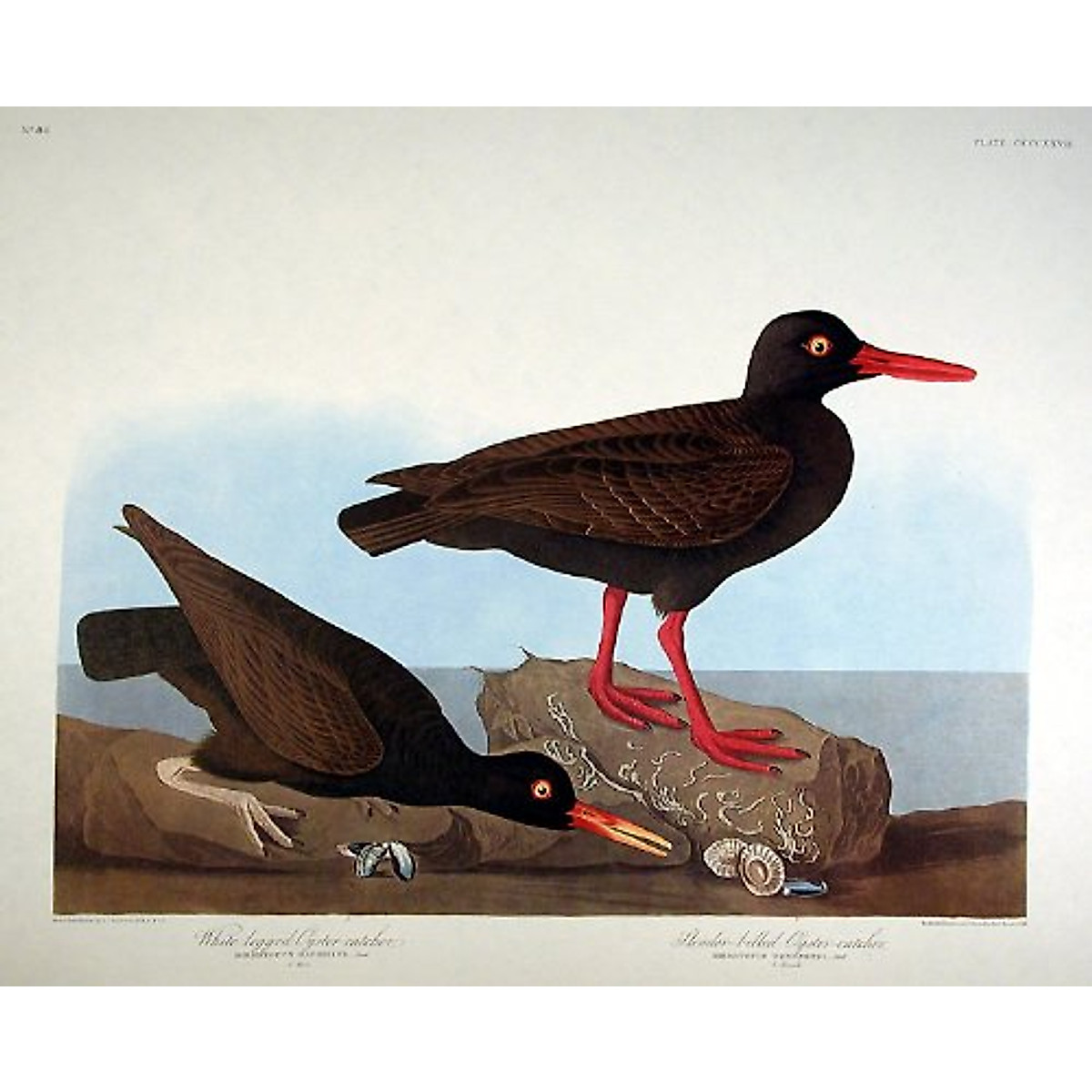 White-legged Oyster-catcher, Slender-billed Oyster-catcher. From"The Birds of America" (Amsterdam Edition)