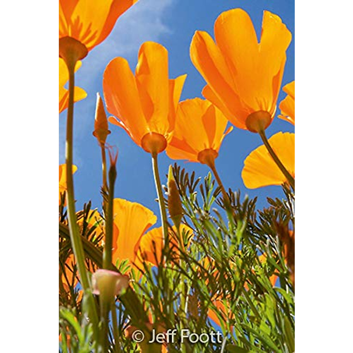 Sierra Club Engagement Calendar 2021