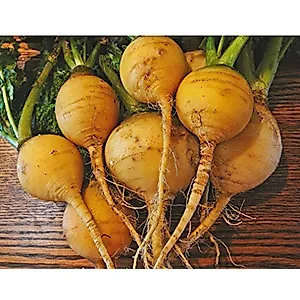 1000 Gold Ball Turnip Seeds for Planting Heirloom Non-GMO 3.5+ Grams Garden Vegetable Bulk Survival Golden Ball