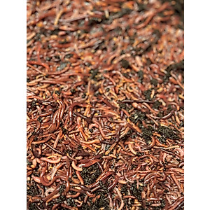 Generic Live RED WIGGLERS Compost Worms, COMPOSTING Bins (120)