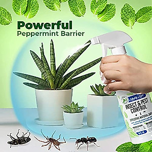 Mighty Mint Peppermint Oil Insect & Pest Control Spray with Concentrate - Makes 1 Gallon