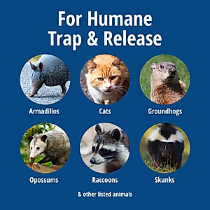 Havahart 1079SR Large 1-Door Humane Catch and Release Live Animal Trap for Raccoons, Cats, Bobcats, Beavers, Small Dogs, Groundhogs, Opossums, Foxes, Armadillos, and Similar-Sized Animals