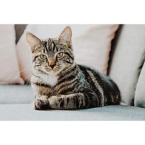 cat Anti Itch - CAT Allergy Relief Complex - Itch Relief Solution - Immune Support - VETS Recommended - quercetin for Cats, pet Allergy Support Chews, Itch and Allergy Relief for Cats 1 Bot 75 Tabs