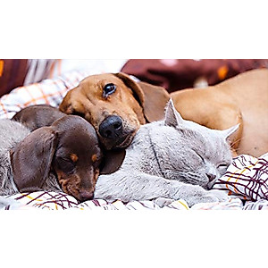 Cats probiotic Supplement - PET Digestive AID - for Dogs and Cats - PET PROBIOTIC - Chews - salivarius probiotic