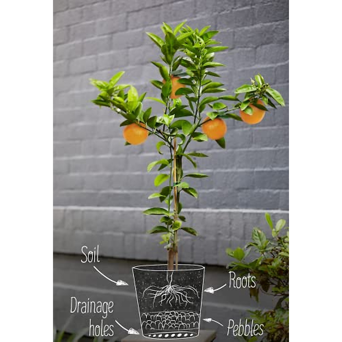 GARDENERA Citrus Tree Potting Soil Mix, Special Blend for Indoor Oranges, Lemons, Limes and More - (1 Quart Bag)
