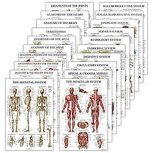 20 Pack - Anatomical Posters - Paper (Not Laminated) - Muscular, Skeletal, Digestive, Respiratory, Circulatory, Endocrine, Lymphatic, Male & Female, Nervous, Spinal Nerves, Anatomy Charts - 18" x 24"
